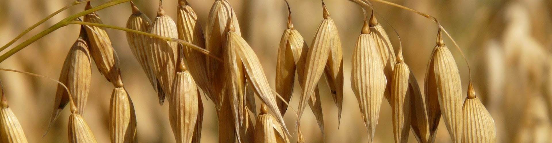 Oat varieties | Croptailor